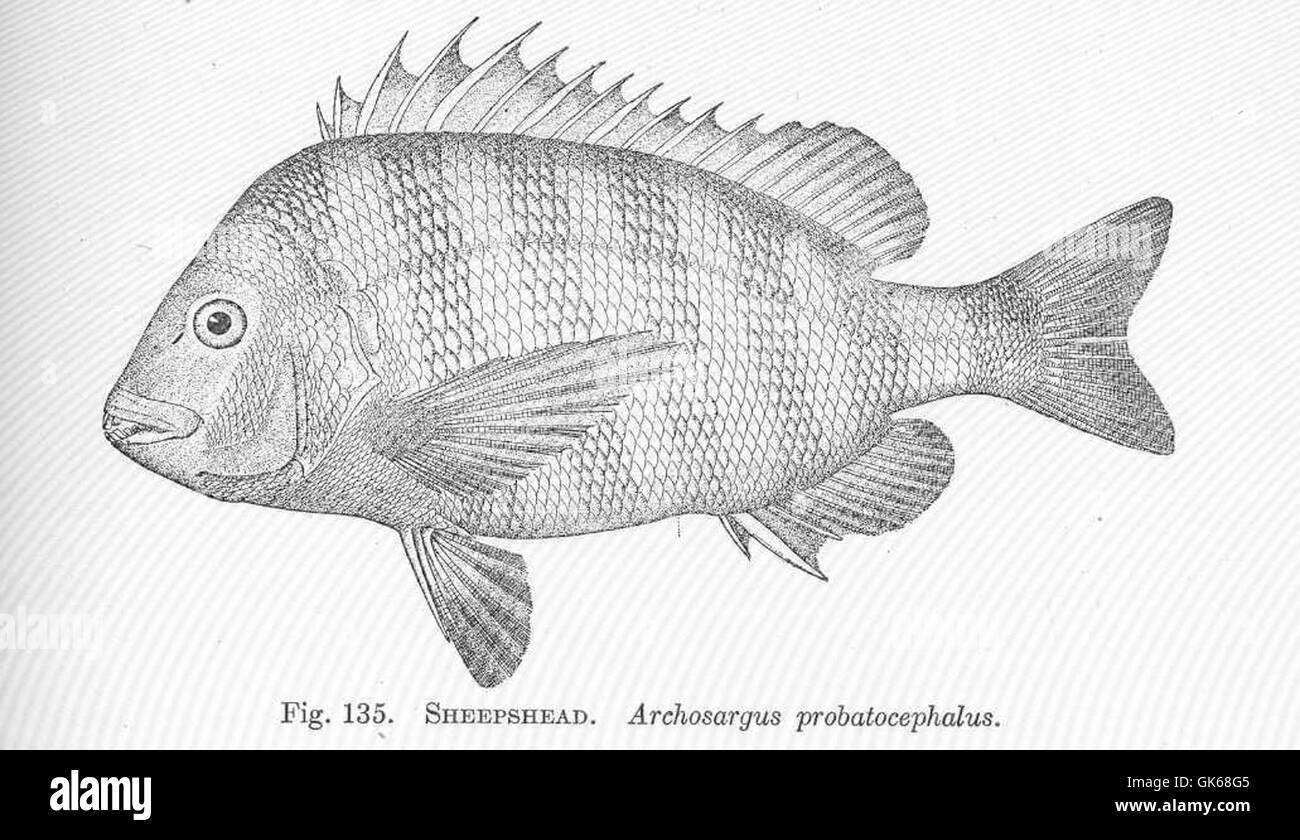 Sheepshead teeth hi-res stock photography and images - Alamy