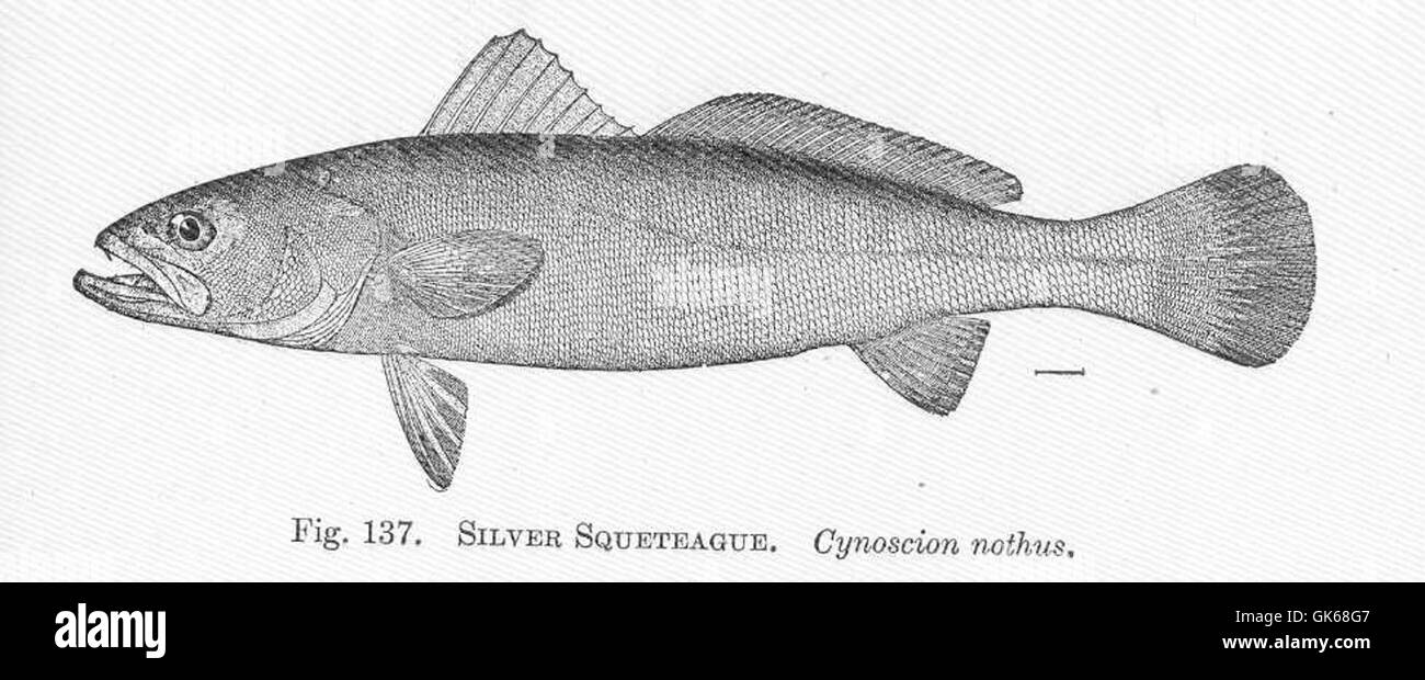 Cynoscion nothus hi-res stock photography and images - Alamy