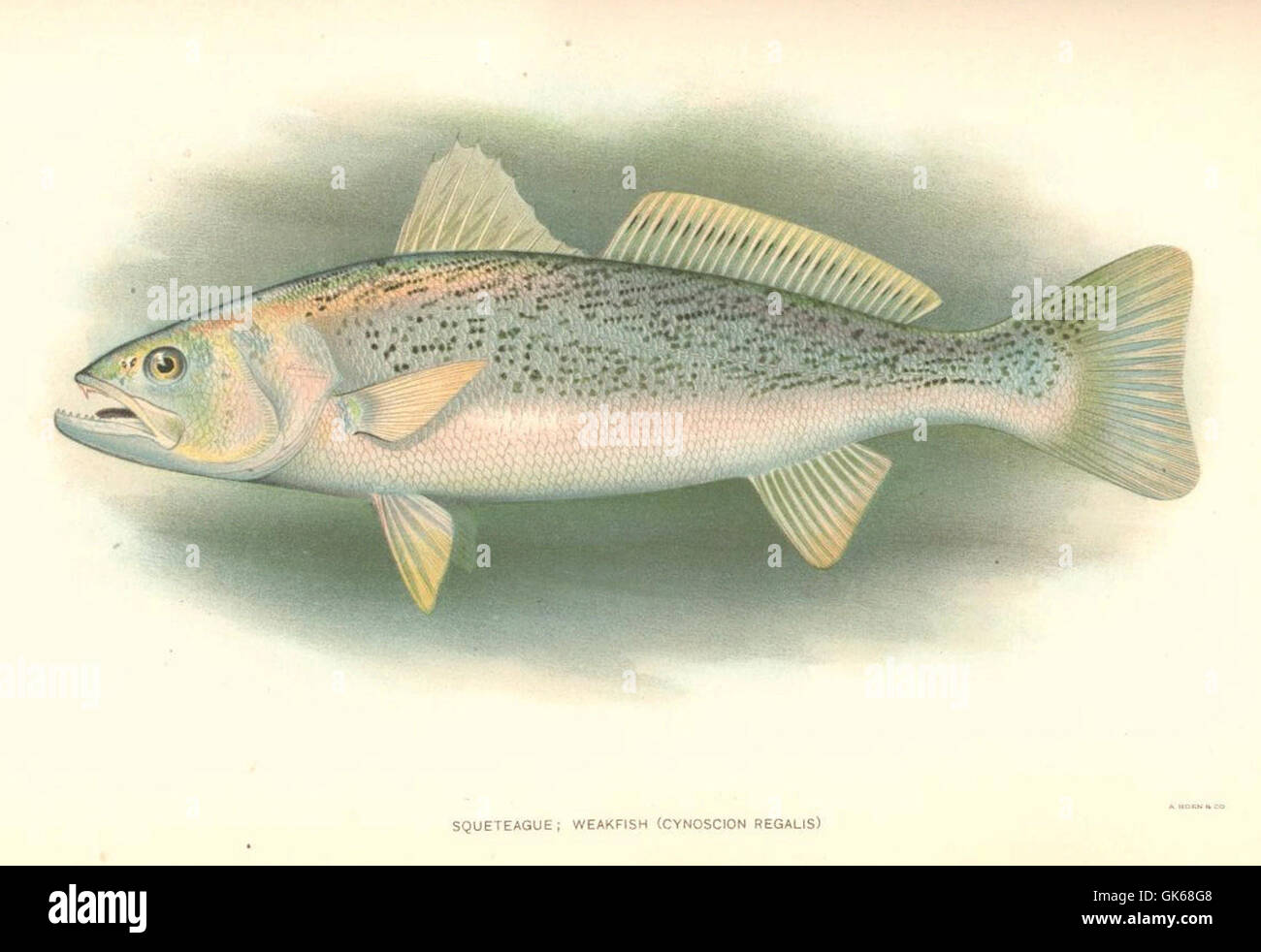 The weakfish or squeteague hi-res stock photography and images - Alamy
