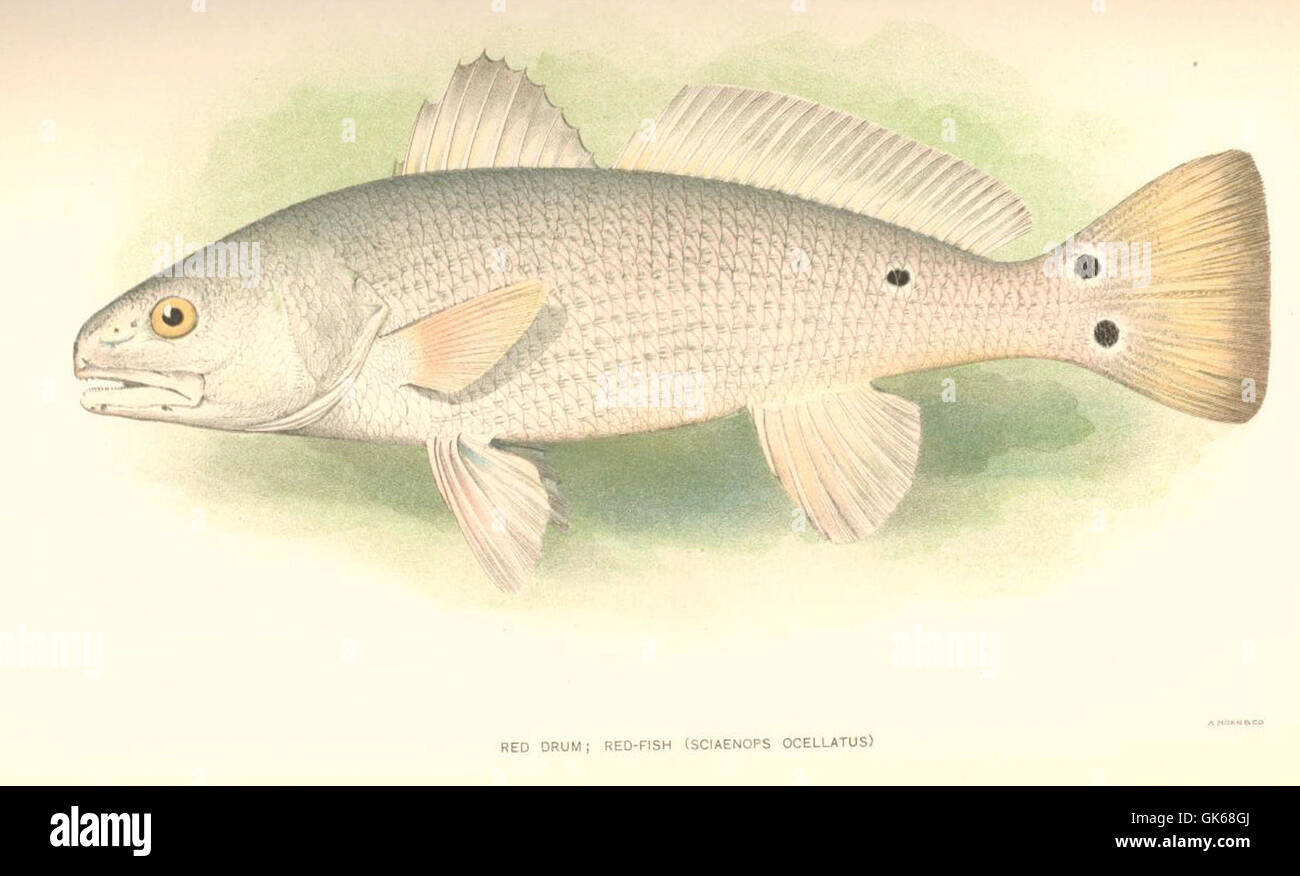 Sciaenops High Resolution Stock Photography and Images - Alamy