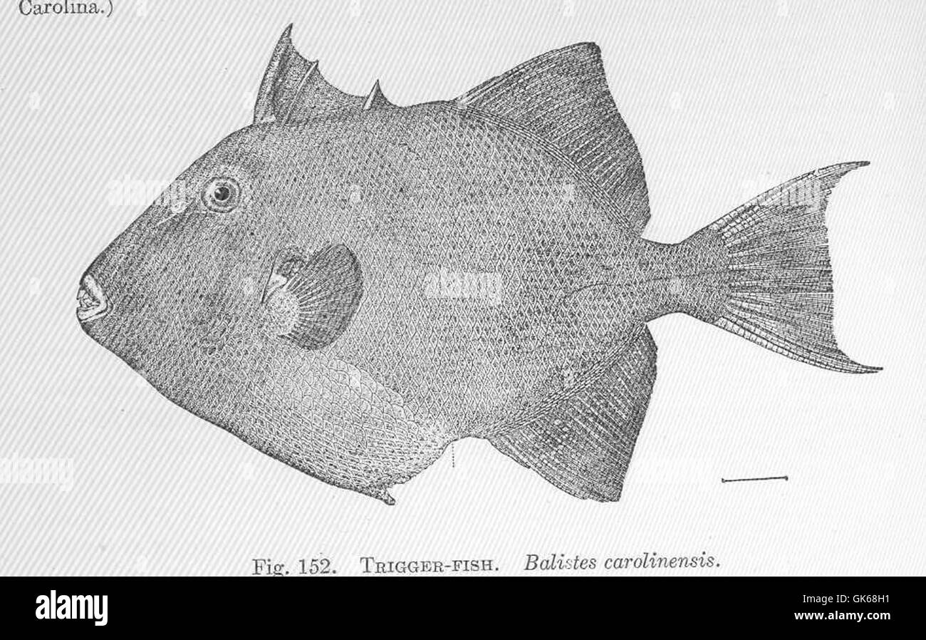 Fish territorial Black and White Stock Photos & Images - Alamy