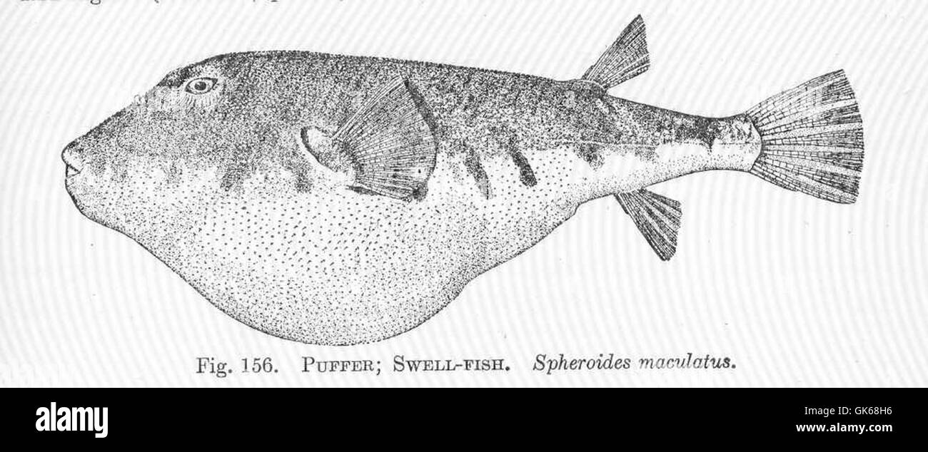 Spheroides maculatus, also known as the puffer or swell-fish, is a ...