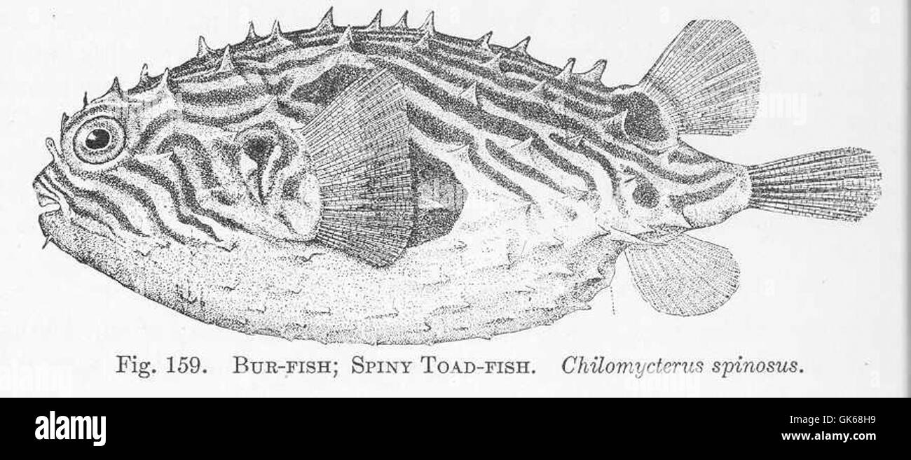 Toad fish mexico hi-res stock photography and images - Alamy