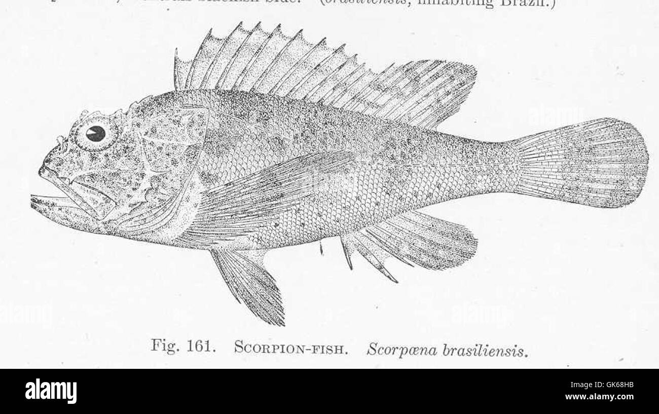 Venomous scorpionfish Black and White Stock Photos & Images - Alamy