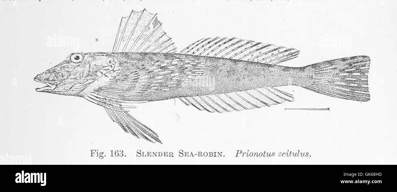 Prionotus hi-res stock photography and images - Alamy