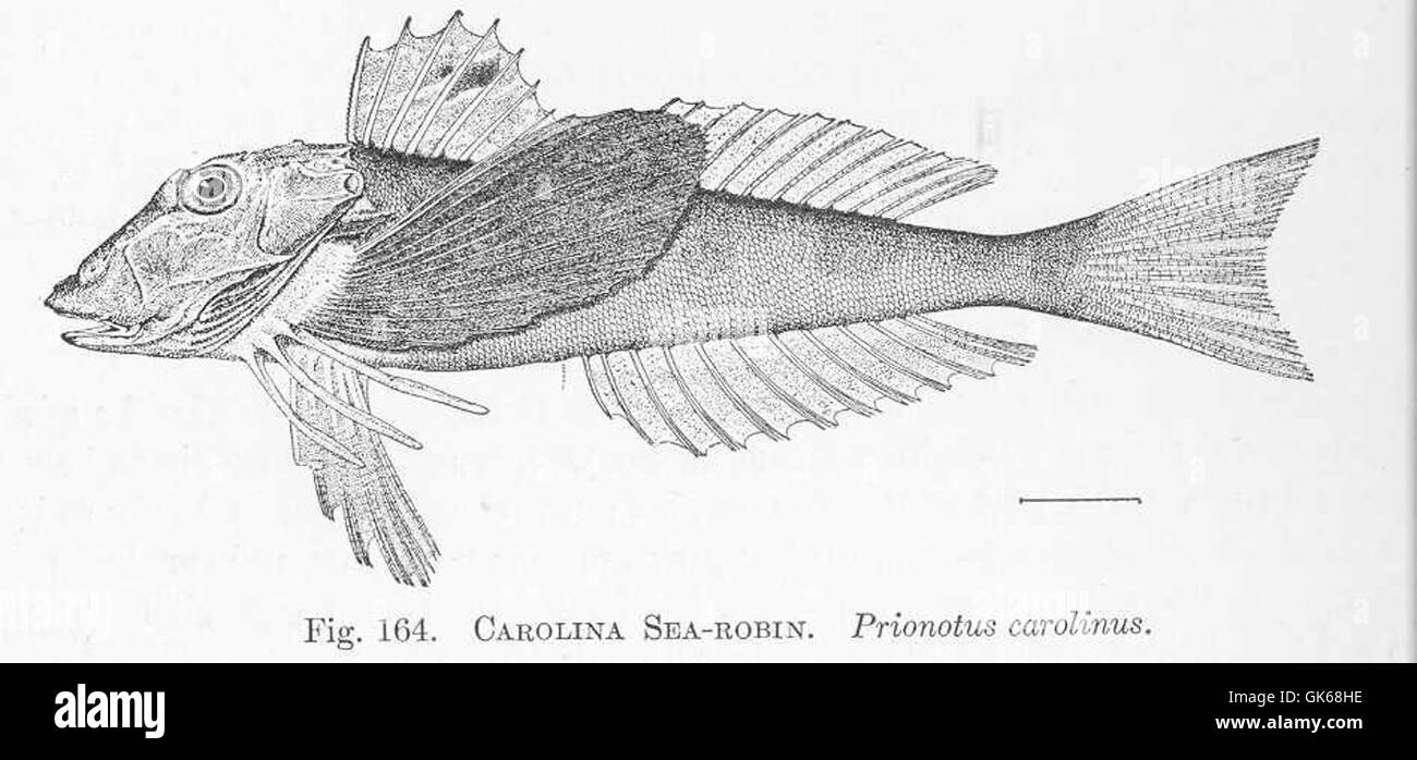 Robin species Black and White Stock Photos & Images - Alamy