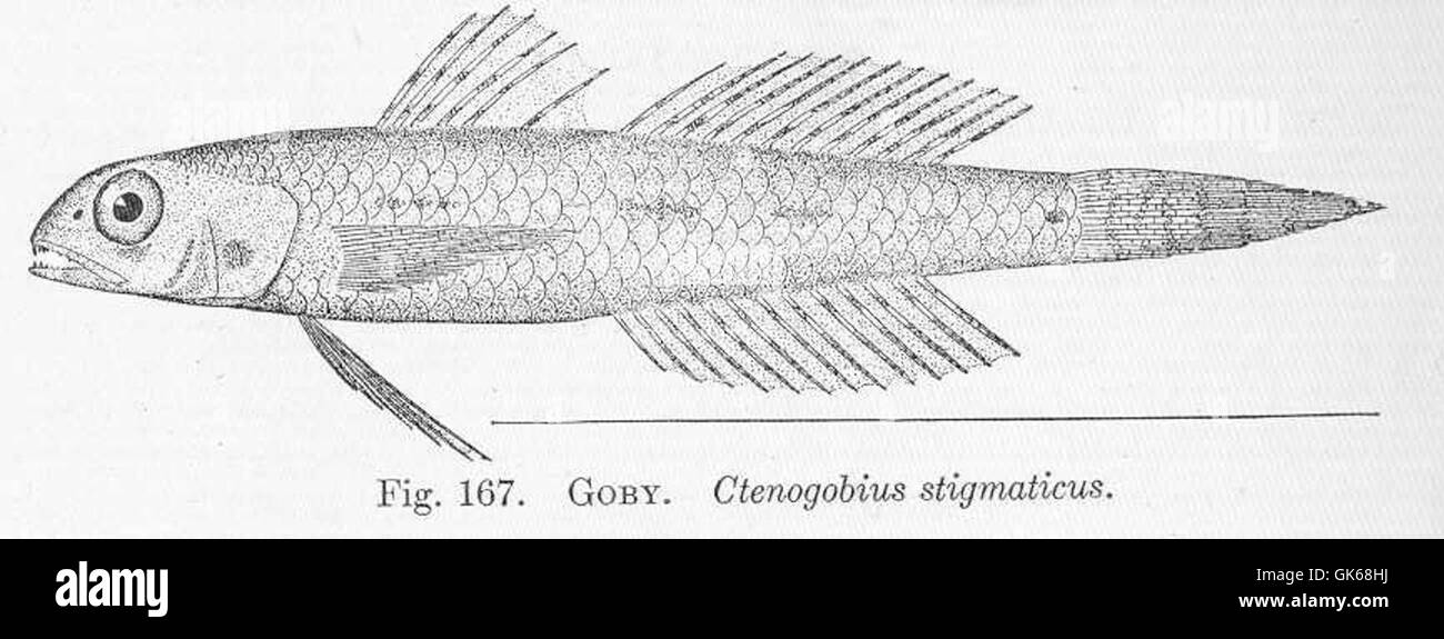 Goby Black and White Stock Photos & Images - Alamy