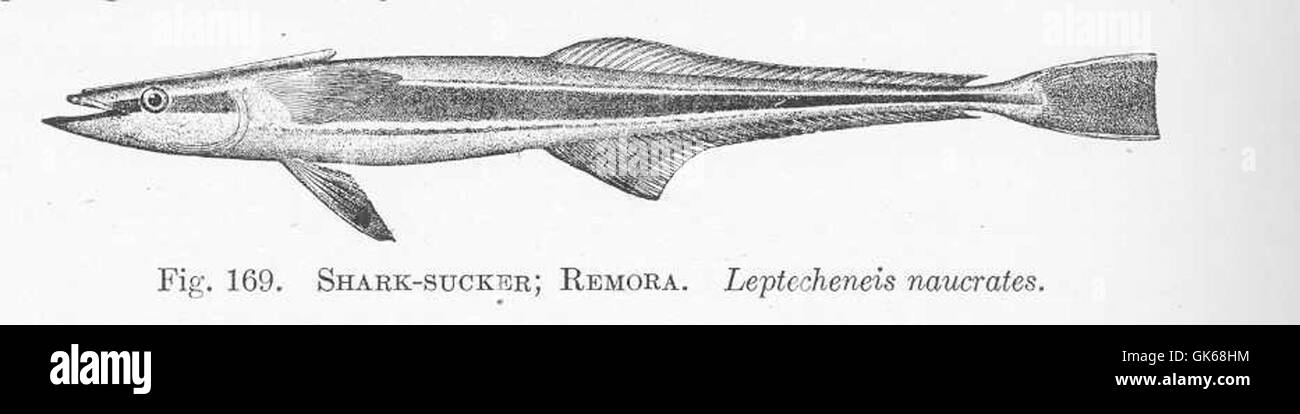 The Sherk-Sucker, also known as the remora (Remora leptecheneis ...