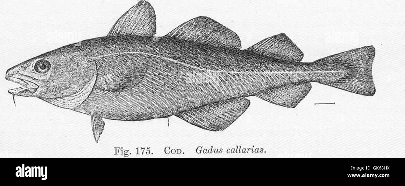 Commercial fishing atlantic cod Black and White Stock Photos & Images ...