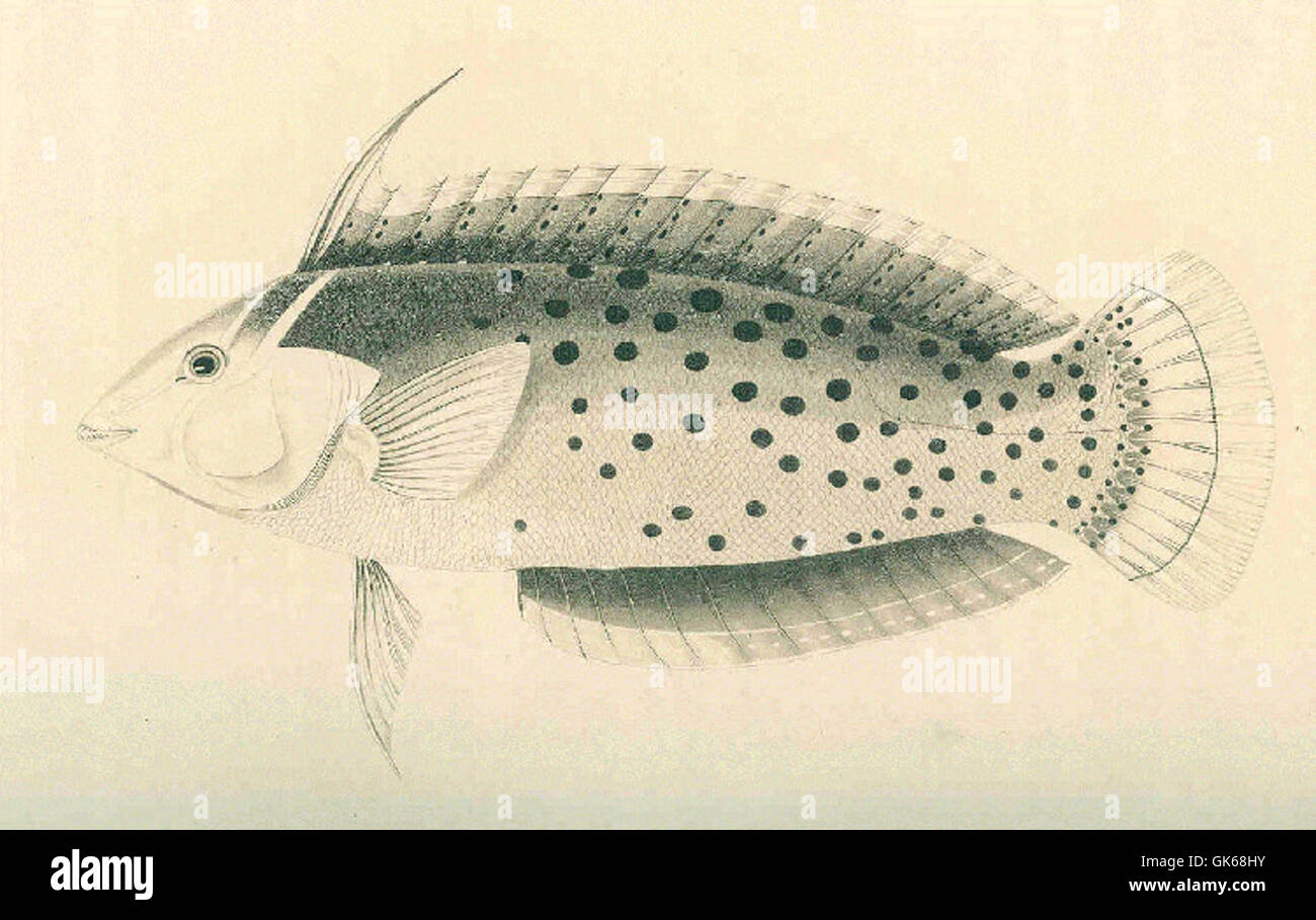 Labrus formosus hi-res stock photography and images - Alamy