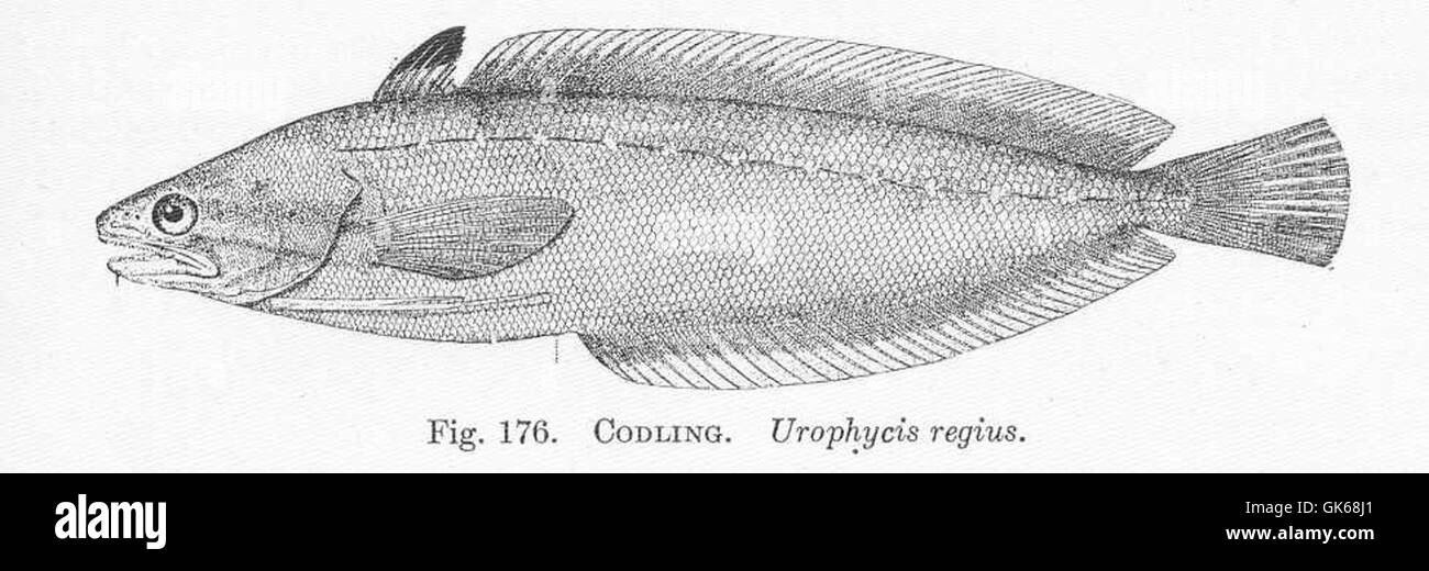51519 Codling Urophycis regius Stock Photo - Alamy