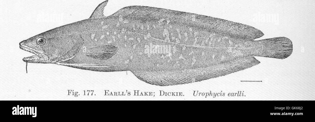 Urophycis High Resolution Stock Photography and Images - Alamy