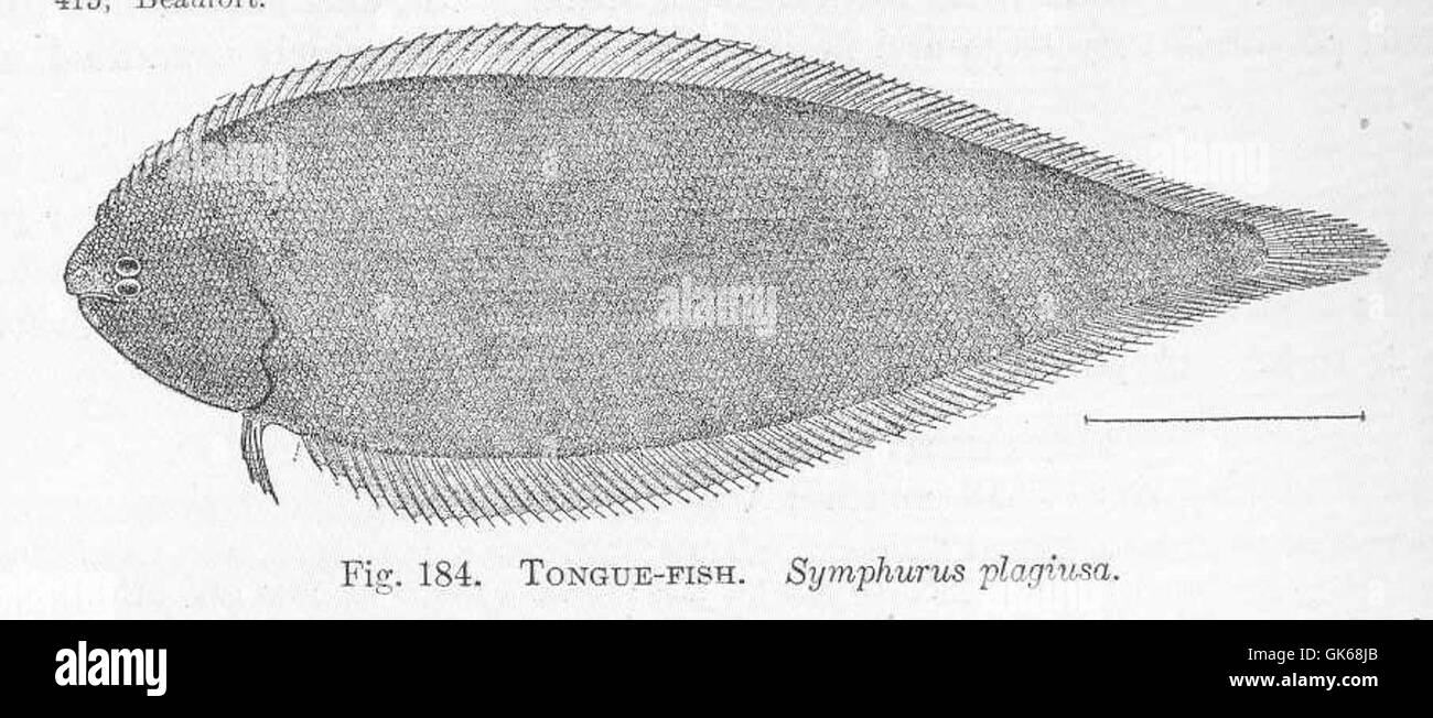 Tongue fish hi-res stock photography and images - Alamy