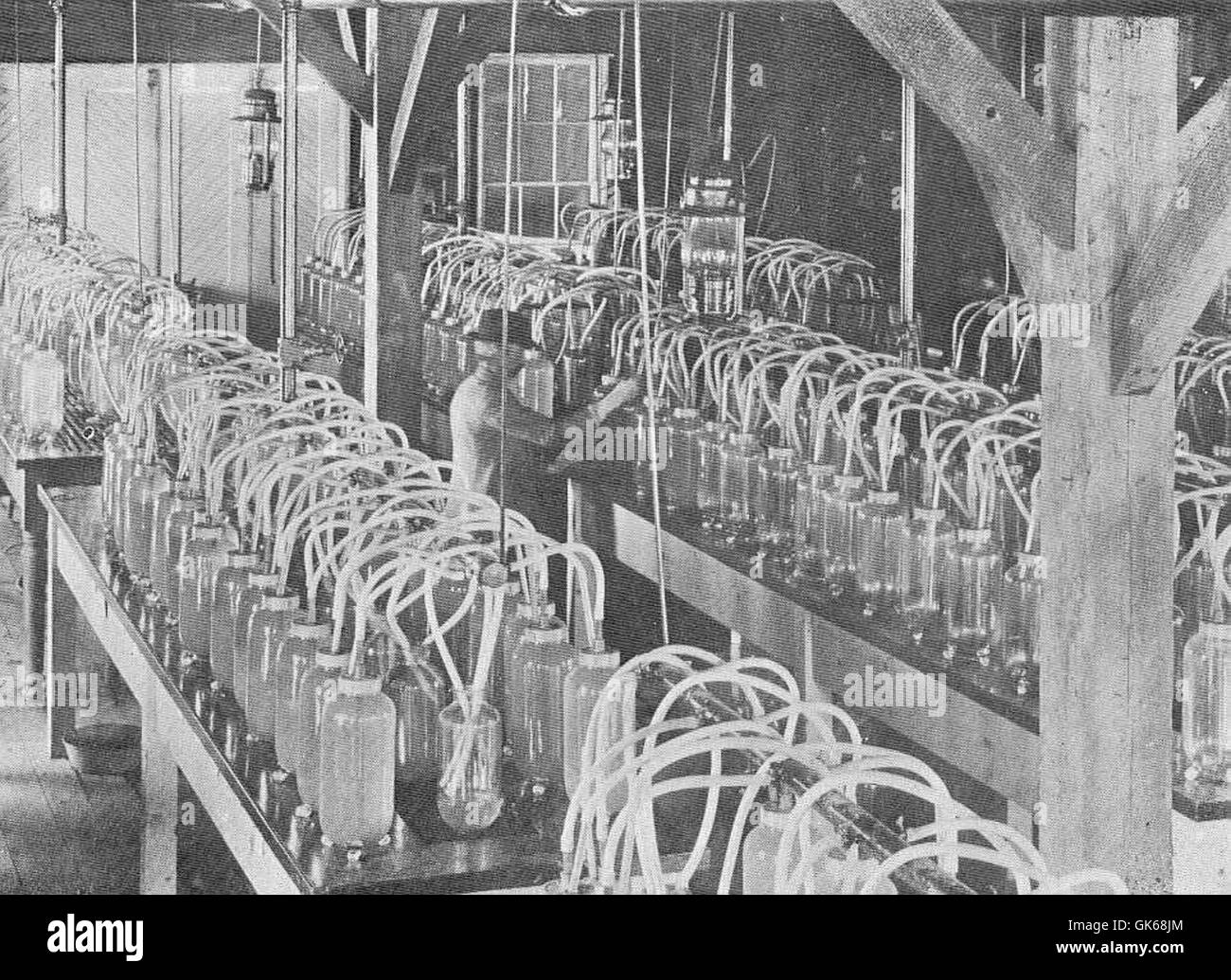 51534 Interior of Shad Hatchery, Showing Automatic Hatching Jars Stock ...