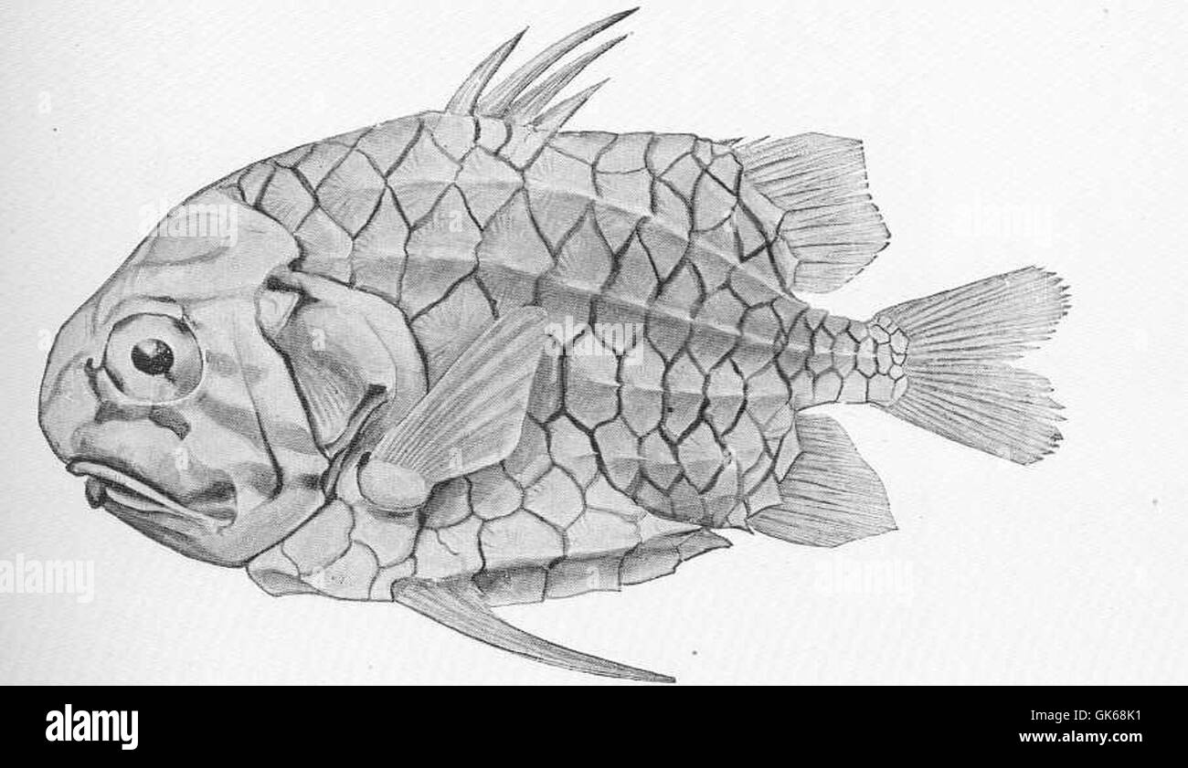 51542 Pine-cone fish, Monocentris japonicus (Houttnyn) Waka, Japan ...