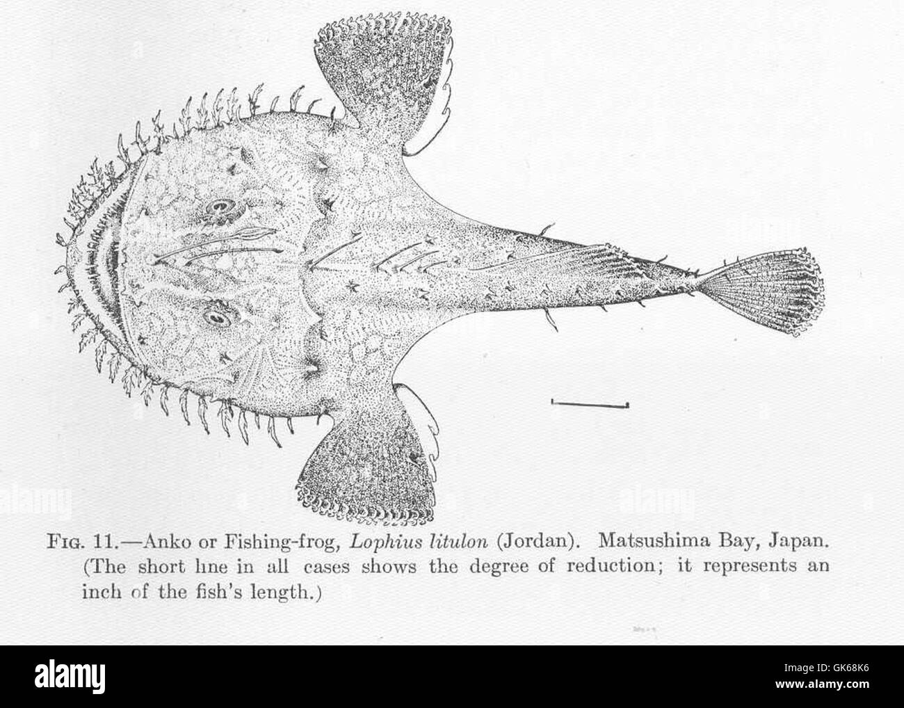 The Anko or Fishing-frog (Lophius litulon) is shown in Matsushima Bay ...