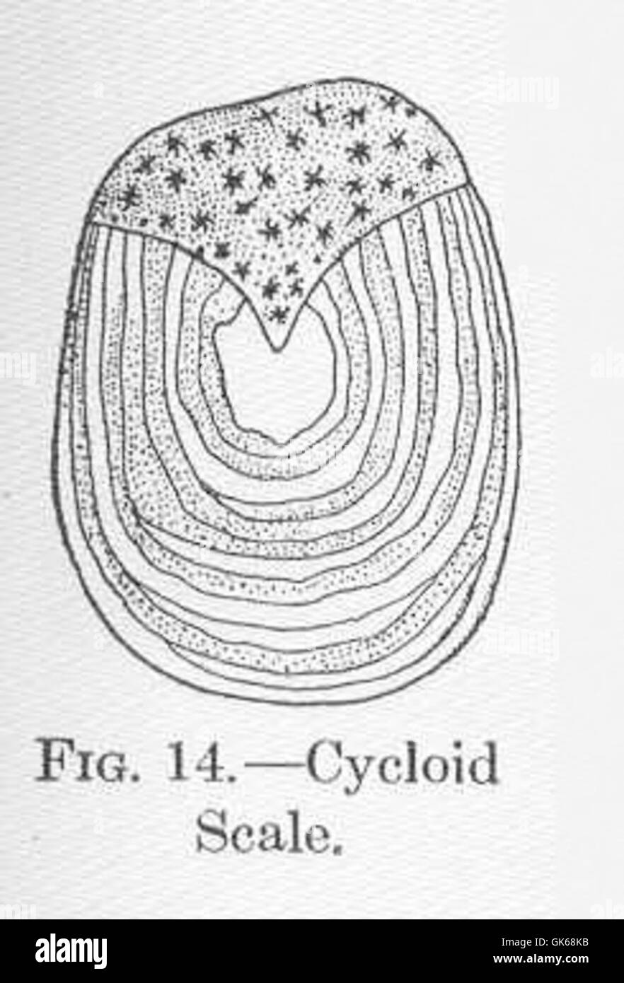 Smooth anatomy Black and White Stock Photos & Images - Alamy