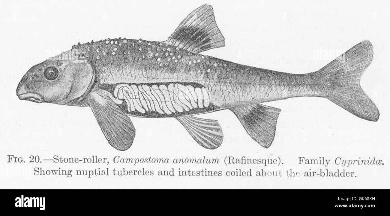 *Campostoma anomalum*, known as the stone-roller, is a species of ...