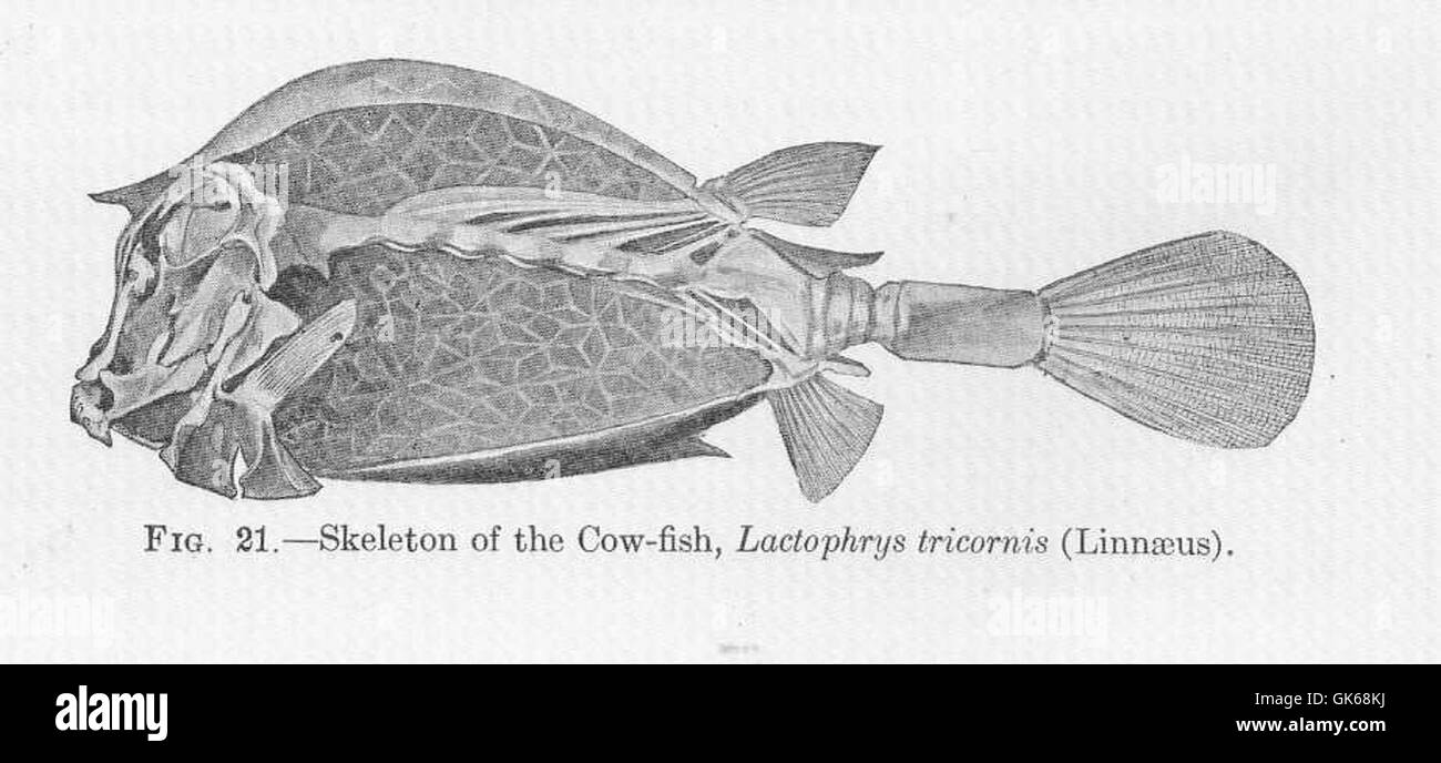 The skeleton of Lactophrys tricornis, commonly known as the Cowfish ...