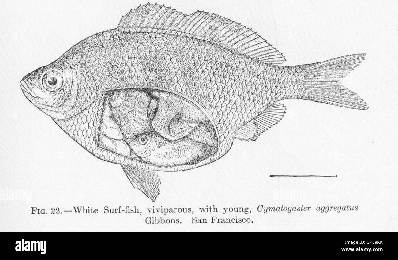 Viviparous species hi-res stock photography and images - Alamy