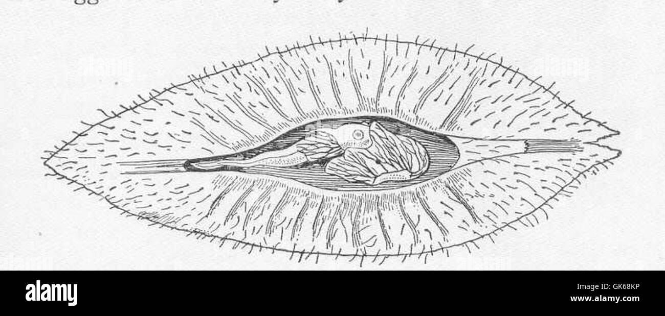 The egg of Callorhynchus antarcticus, also known as the Bottle-nosed ...