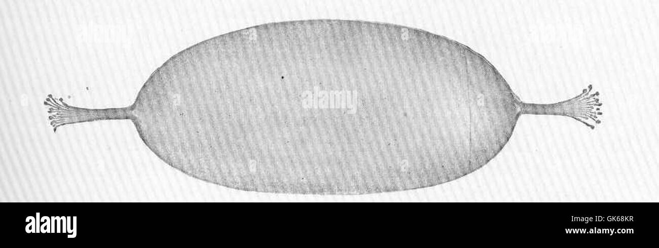 The egg of the Hagfish, Myxine limosa, showing attachment threads used ...