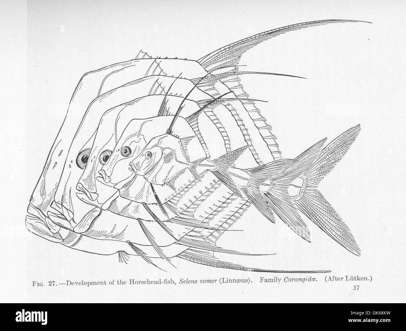 51563 Development of the Horsehead-fish, Selene vomer (Linnaeus) Family ...