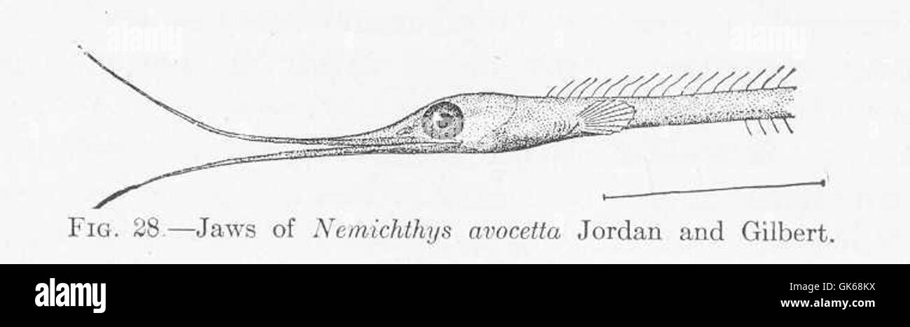 Nemichthys hi-res stock photography and images - Alamy