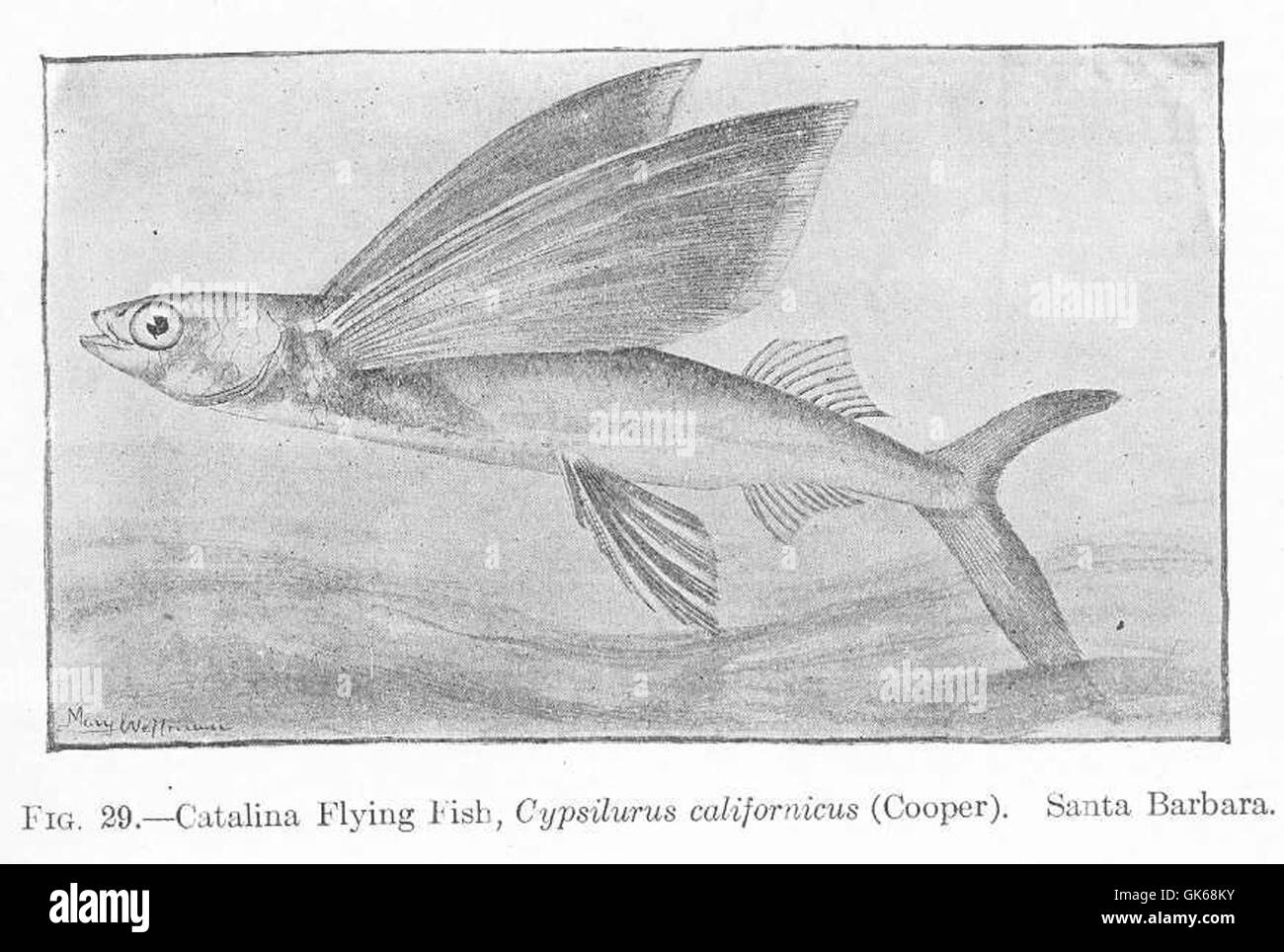 Flying fish species known Black and White Stock Photos & Images - Alamy