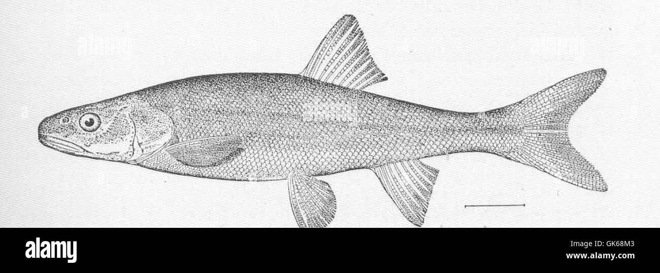 Ptychocheilus oregonensis hi-res stock photography and images - Alamy