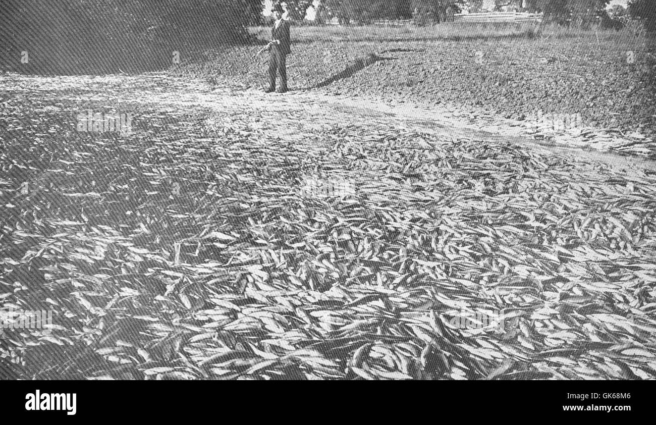 Spawn fish Black and White Stock Photos & Images - Alamy