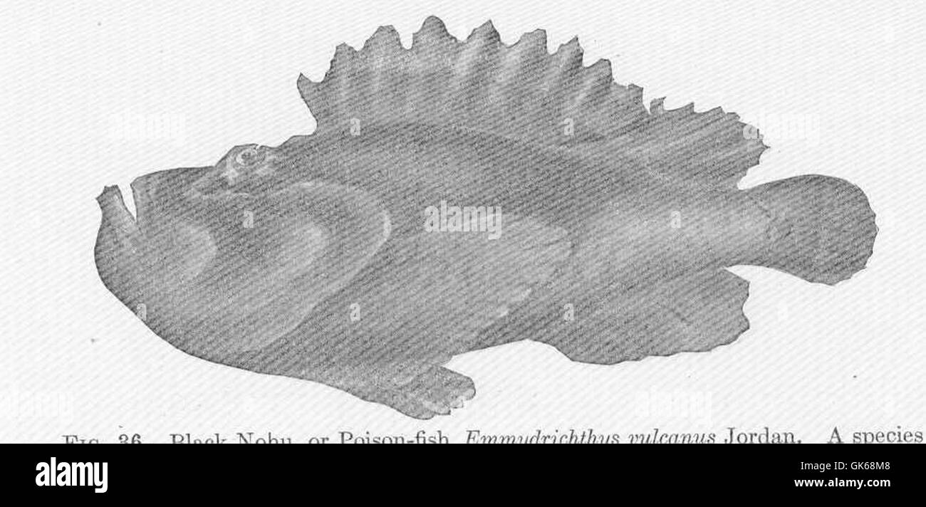The Black Nohu, also known as the Poison-fish (*Emmydrichthys vulcanus ...