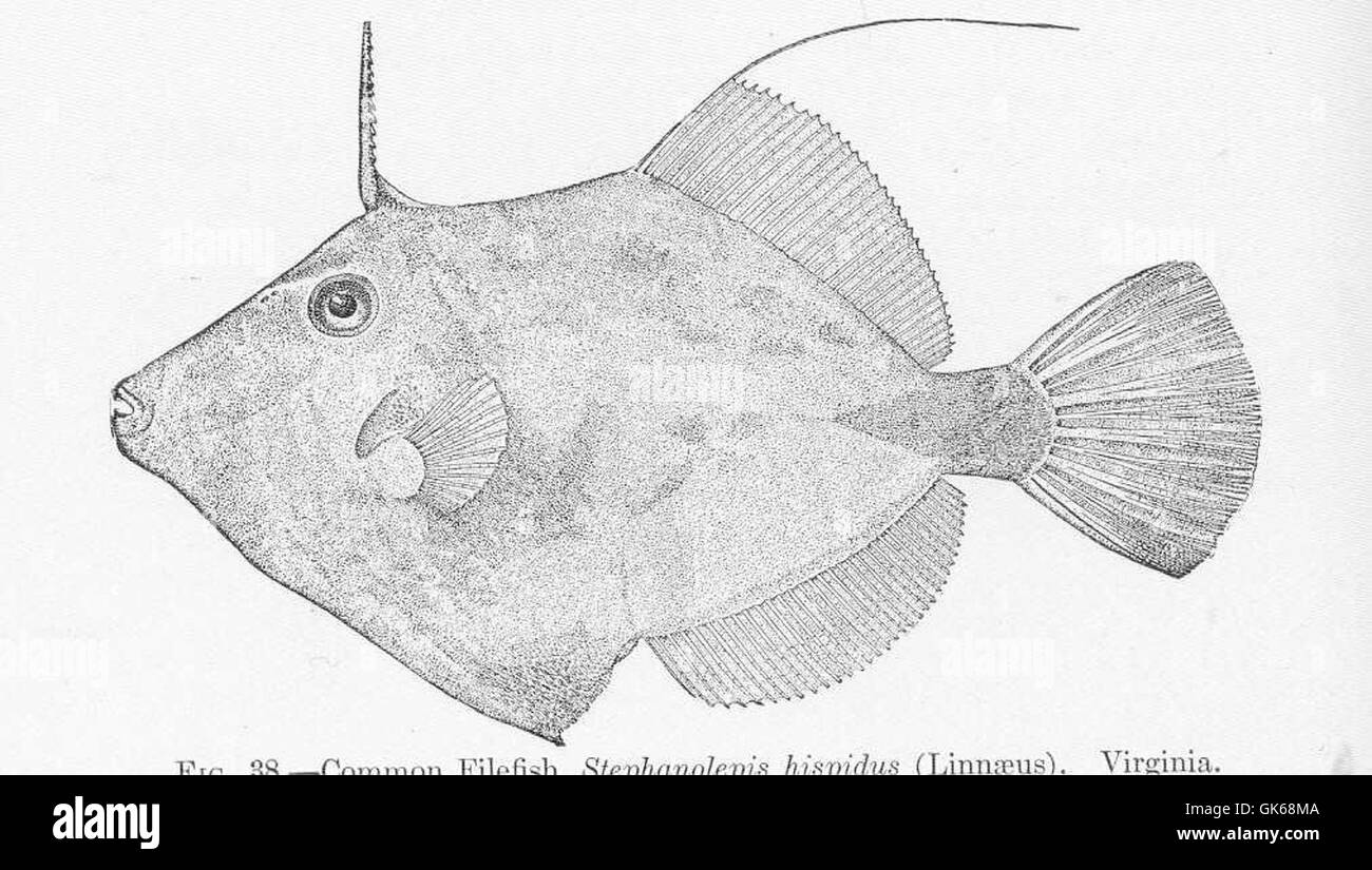 The Common Filefish (Stephanolepis hispidus) is a species found in the ...