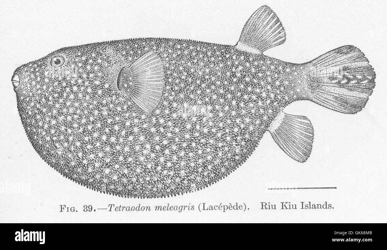 Leopard pufferfish hi-res stock photography and images - Alamy