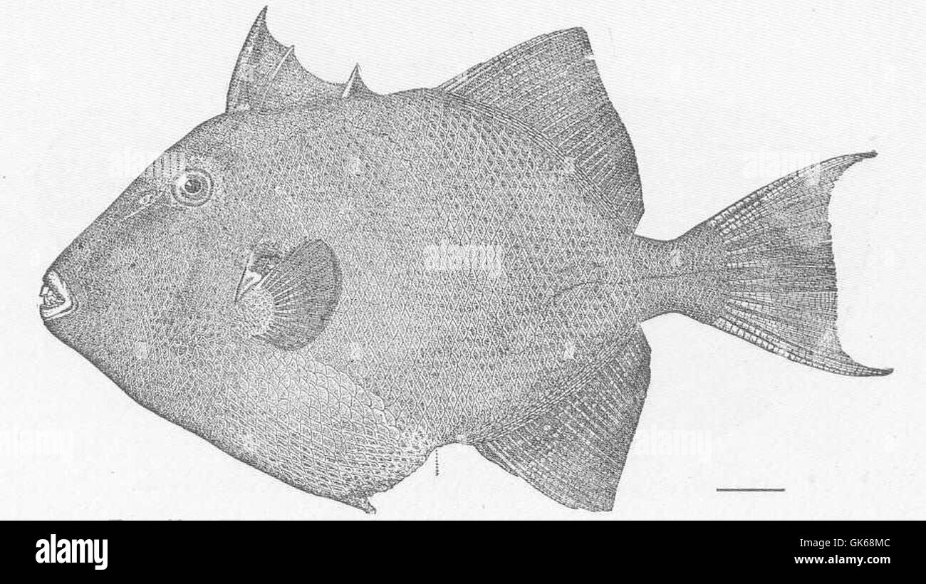 The image features a triggerfish, Balistes carolinensis, identified by ...