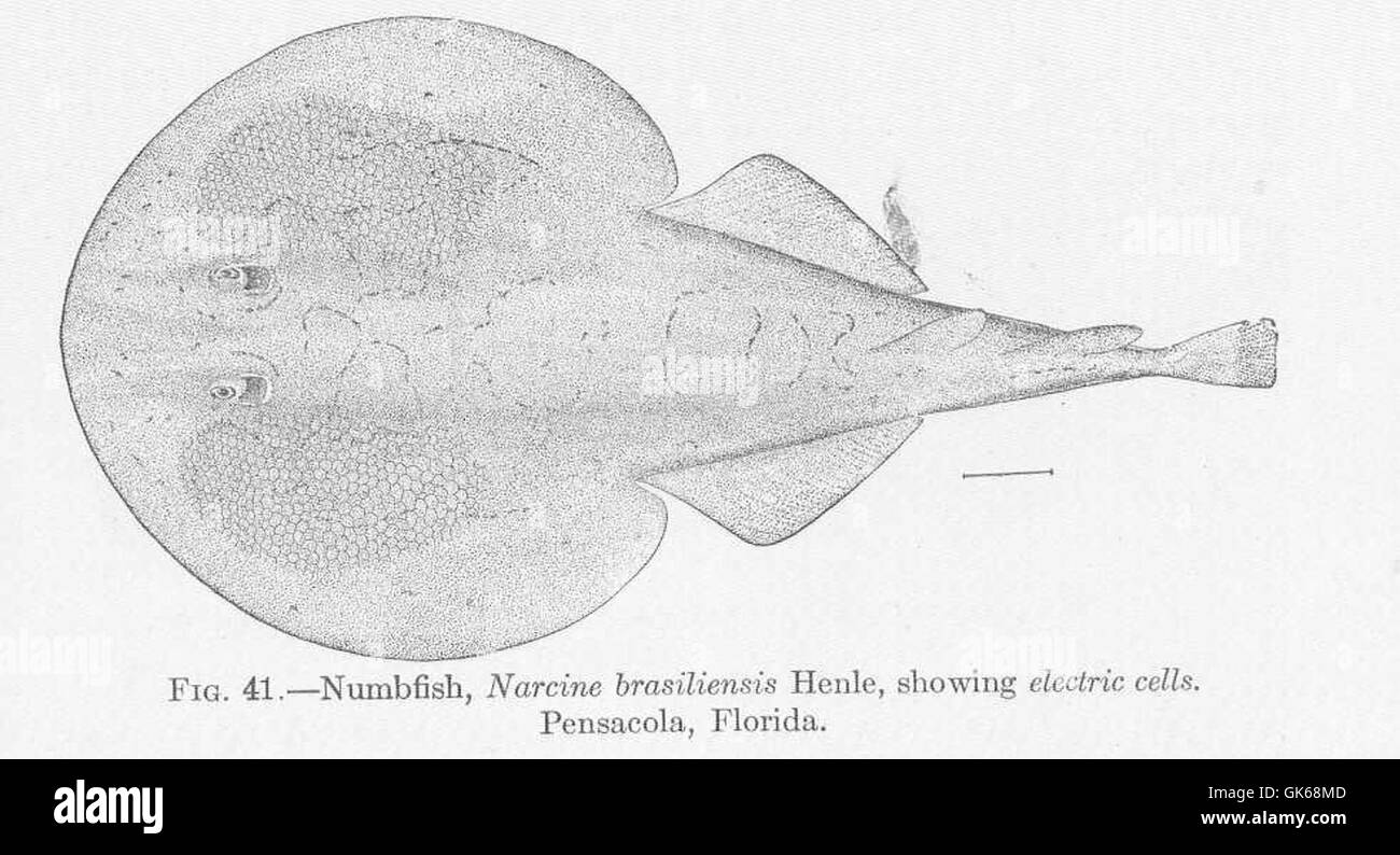 Ray electric organs Black and White Stock Photos & Images - Alamy