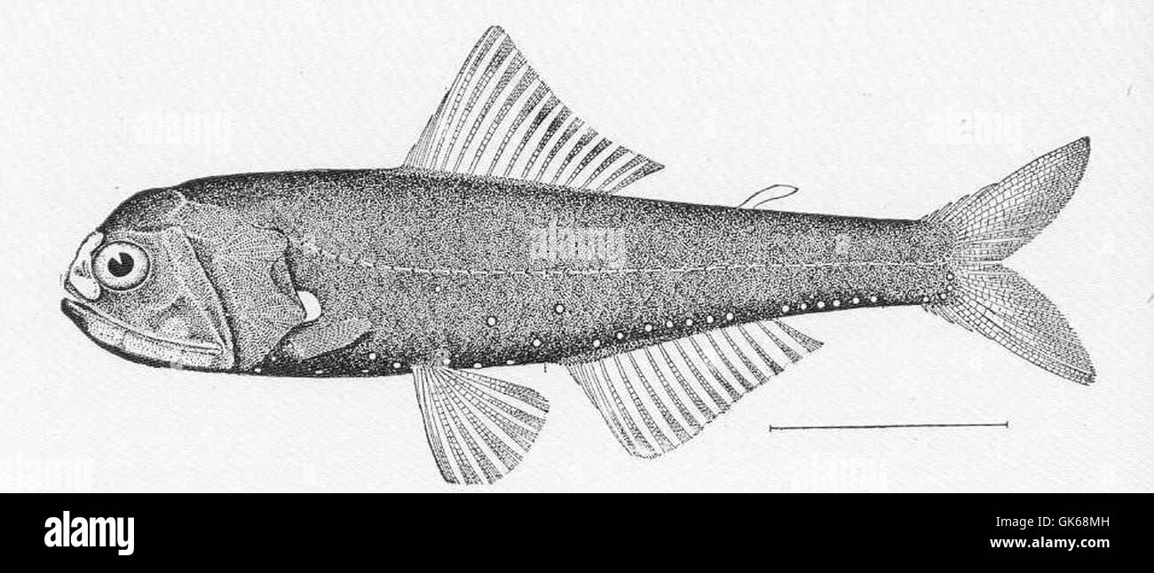 Gulf stream map Black and White Stock Photos & Images - Alamy