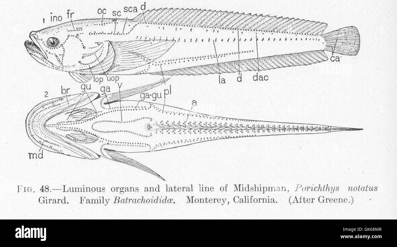 51585 Luminous organs and lateral line of Midshipman, Porichthys ...