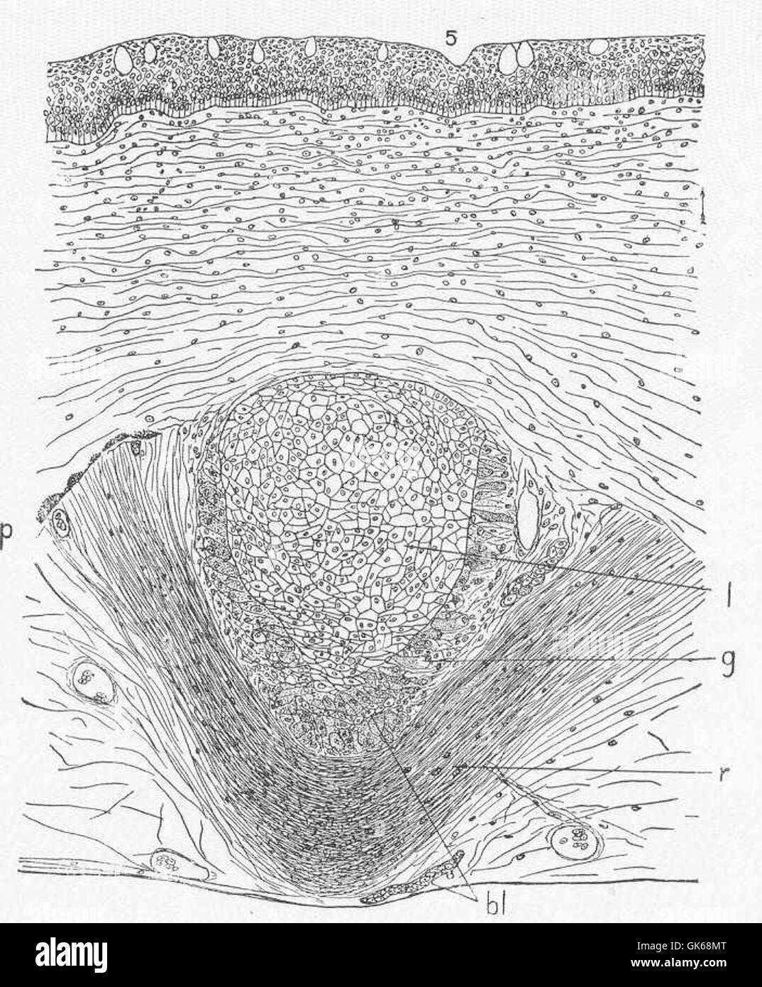 Lens cross section hi-res stock photography and images - Alamy