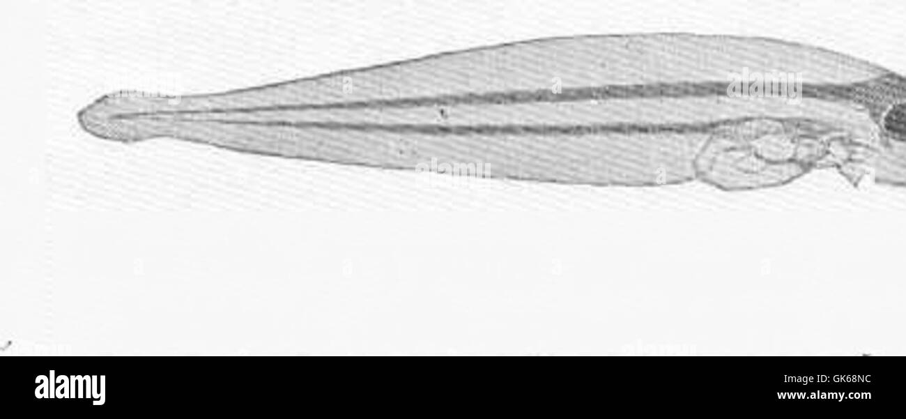 A young flounder, newly hatched, is shown with its symmetrical eyes ...