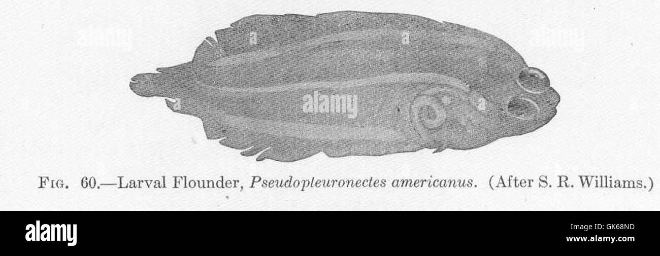 The larval stage of the flounder, Pseudopleuronectes americanus, is a ...