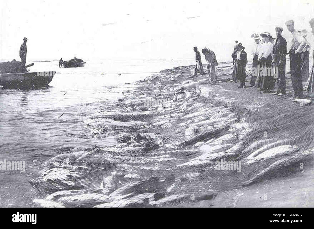 A drag seine haul of Chinook Salmon from the Columbia River showcases a ...