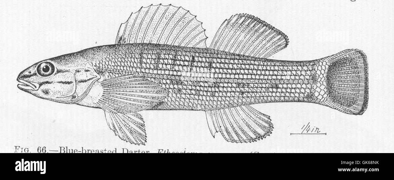 Blue in colored Black and White Stock Photos & Images - Alamy