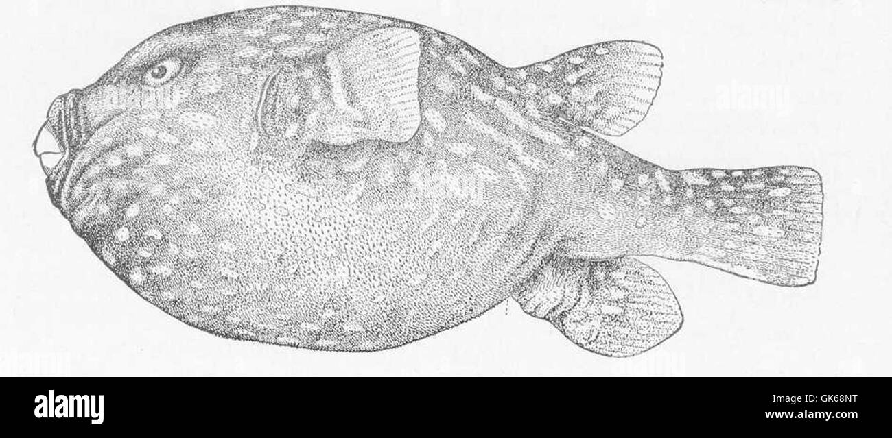 The globe-fish, Tetradon setosus, found near Clarion Island, Mexico, is ...