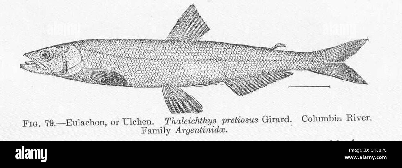 Thaleichthys hi-res stock photography and images - Alamy