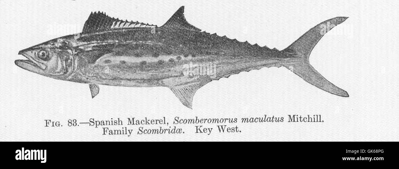 Atlantic mackerel fish underwater Black and White Stock Photos & Images ...