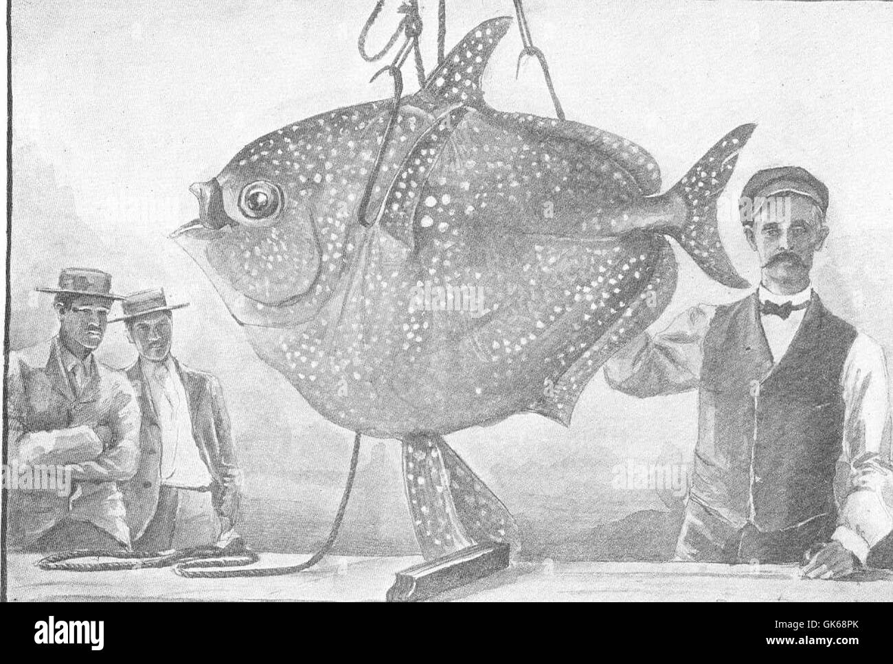 Moonfish opah Black and White Stock Photos & Images - Alamy
