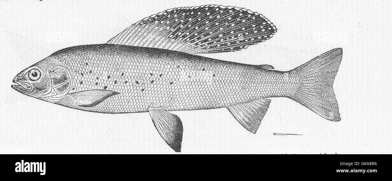 The Alaska Grayling (Thymallus signifer), native to the Alaskan waters ...