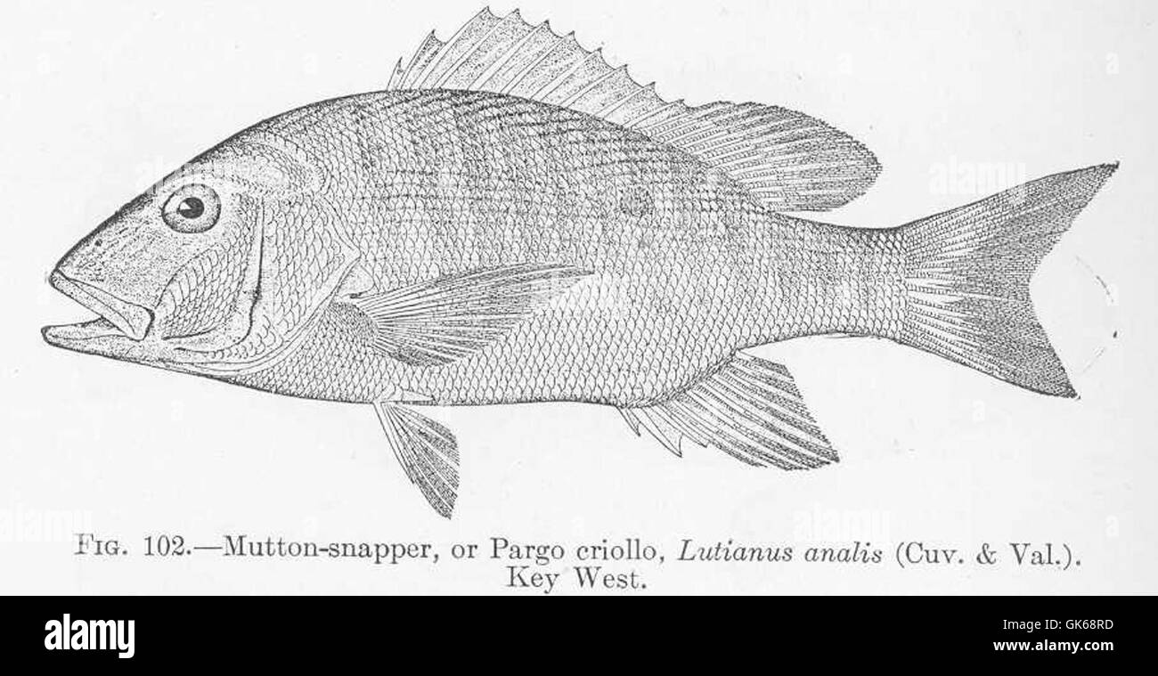 Pargo criollo hi-res stock photography and images - Alamy