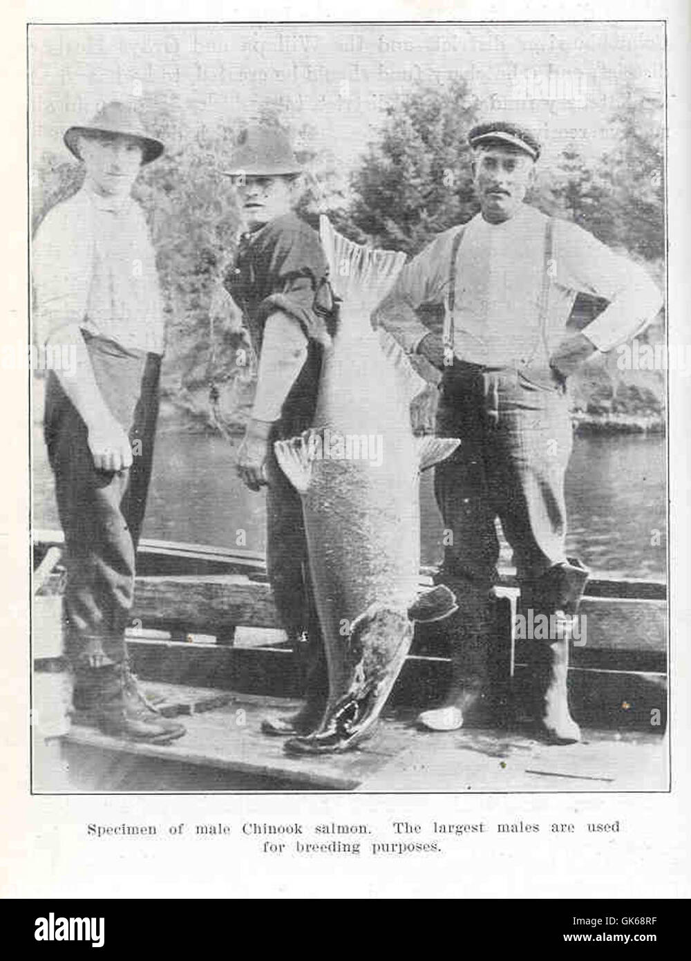 This specimen of male Chinook salmon is an example of the species ...